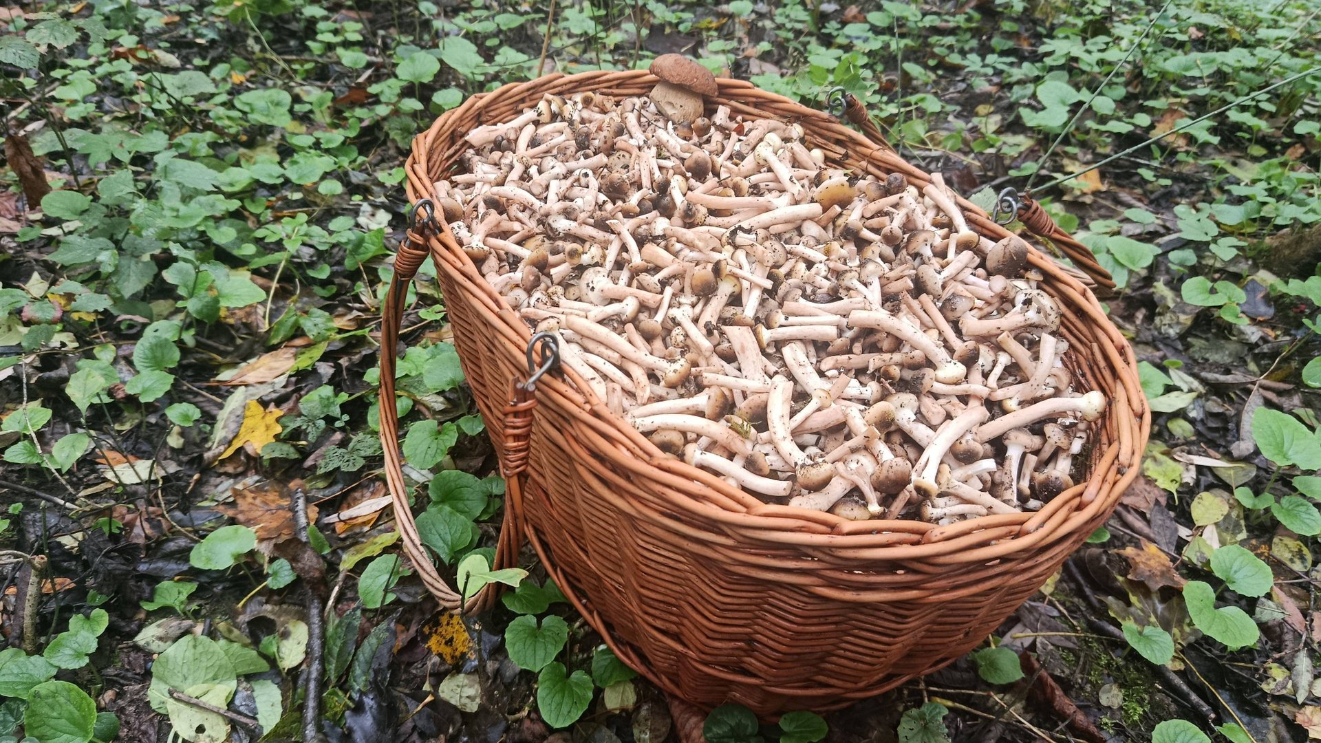 Осень, дождь, ОПЯТА! По грибы 15 октября 2025 года.