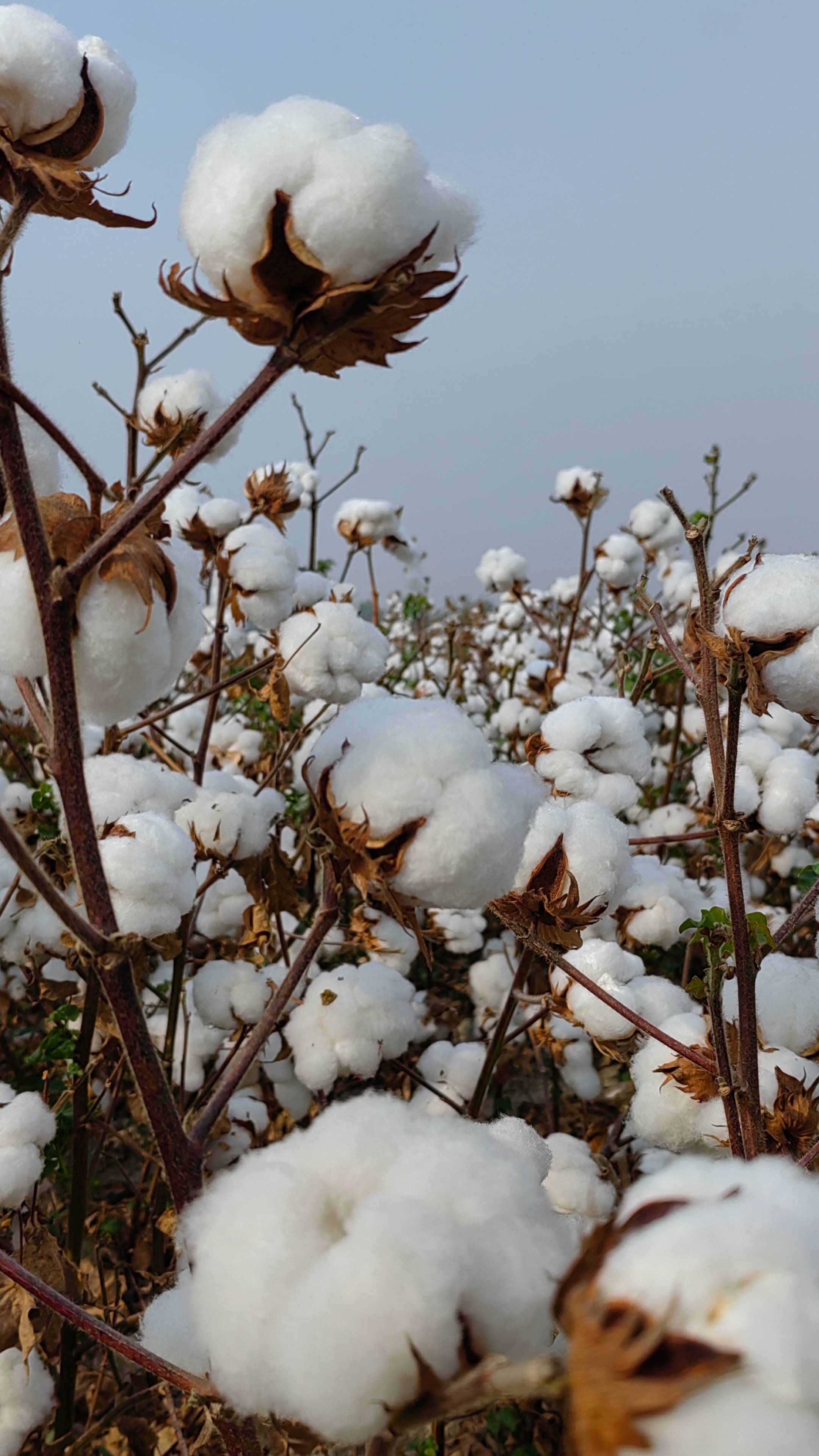 Белые поля #Узбекистан #Хлопок #Природа #ПоляХлопка #КрасотаПрироды #Узбекистан2025 #Чистота