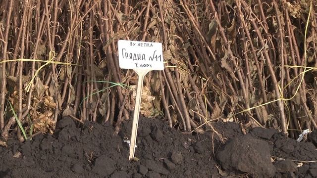 Как проходит сбор урожая Питомника и Садового центра Веры Глуховой