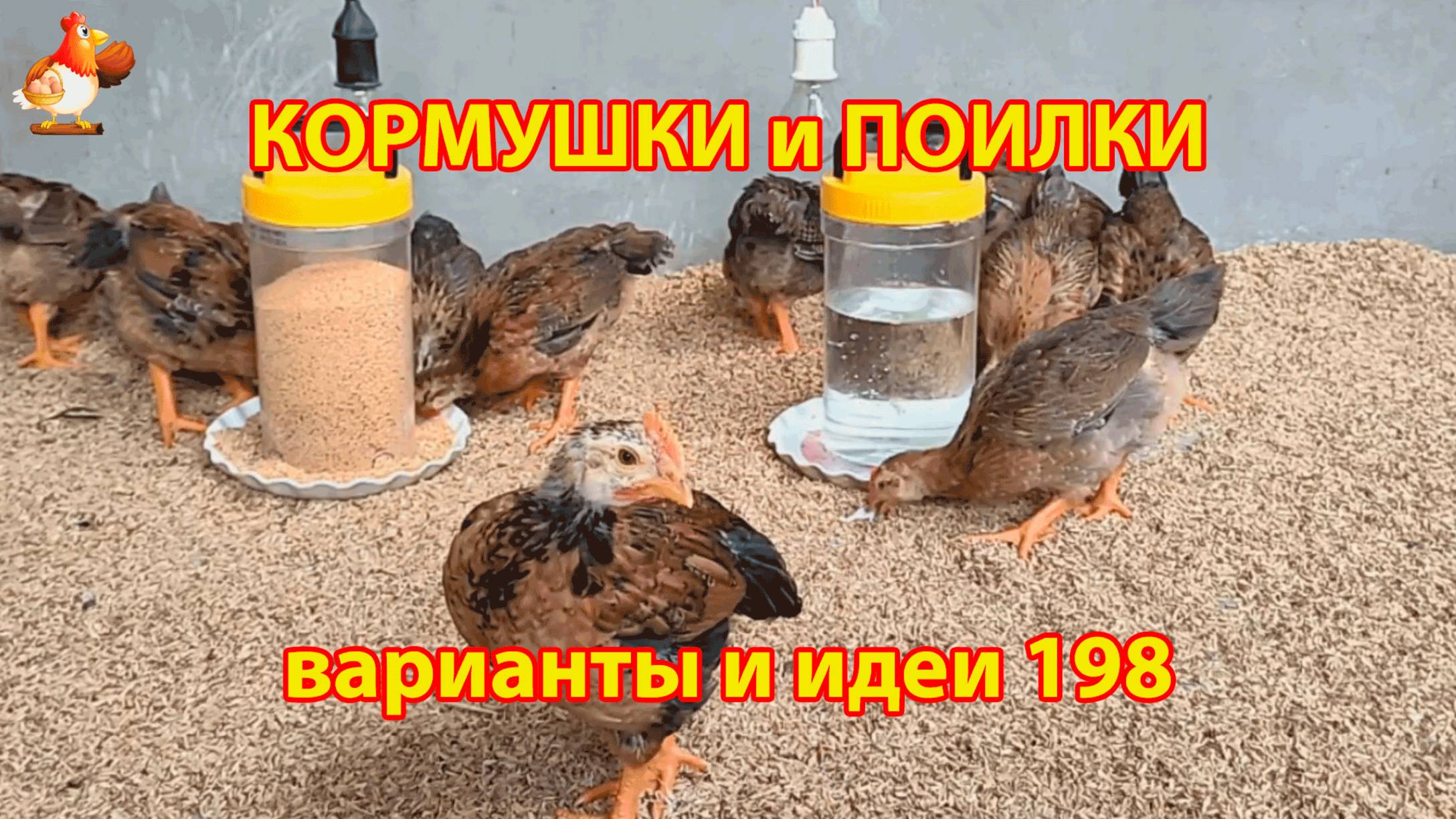 Кормушки и поилки для кур своими руками (198) 🪚✂️ Пошаговая инструкция как сделать 🐔 🐓❣️