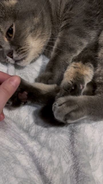 КошКомиксы. Серия 35 «Красивые лапки»