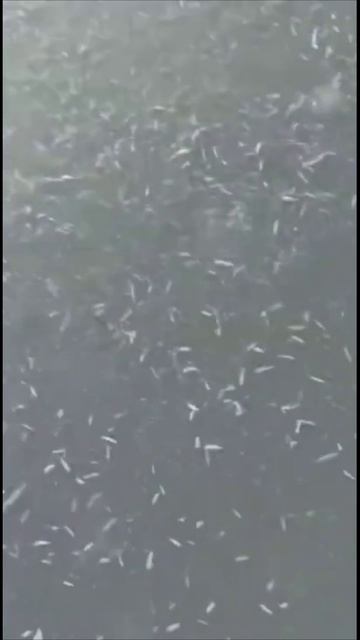 Смешные коты #85-7