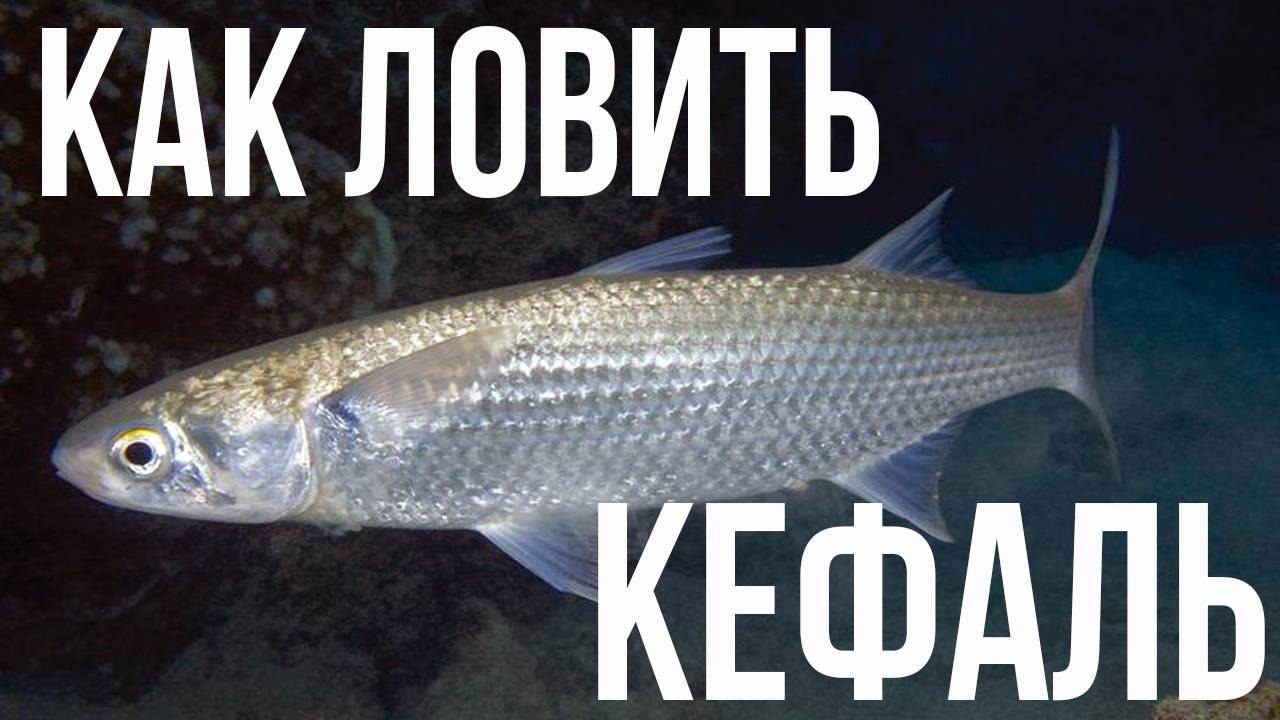Черноморская кефаль. Что это за рыба? Как ловить кефаль?