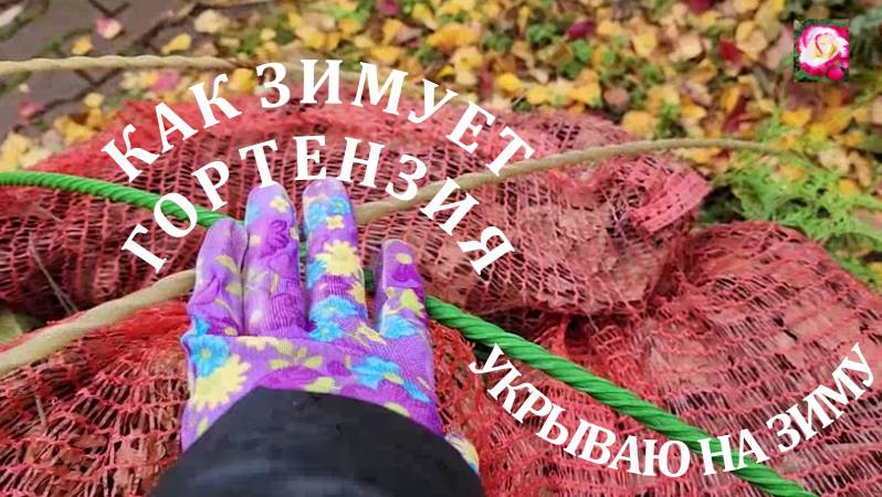 ЭНДЛЕС САММЕР ГОТОВЛЮ К ЗИМЕ