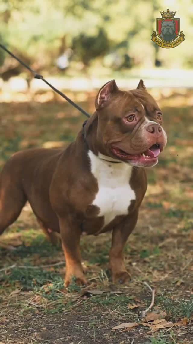 Тесла | Американский булли | Royal Bully House