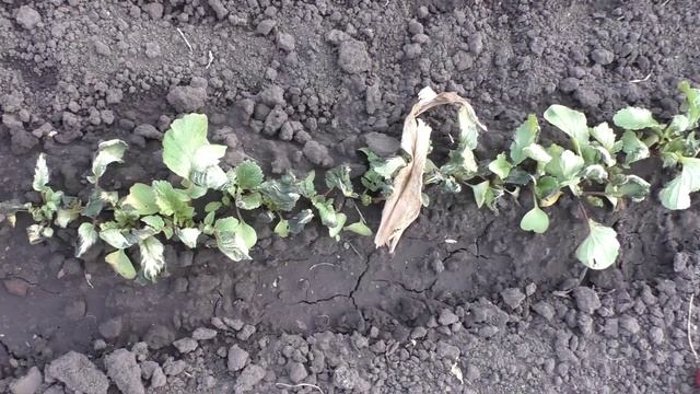 Редис в середине октября