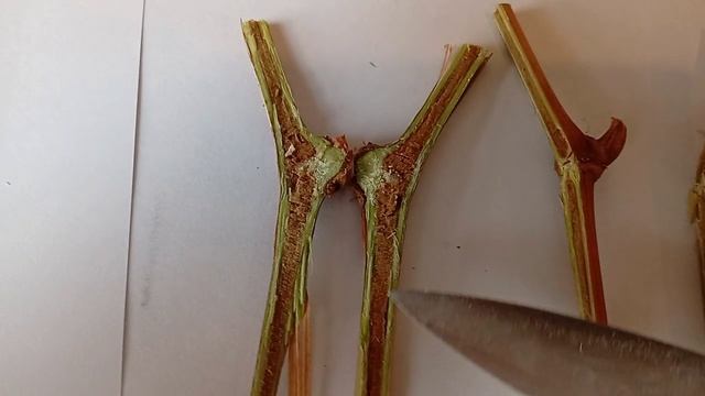 правильная обрезка винограда