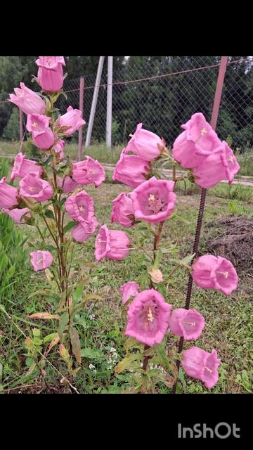 Мои цветочки.