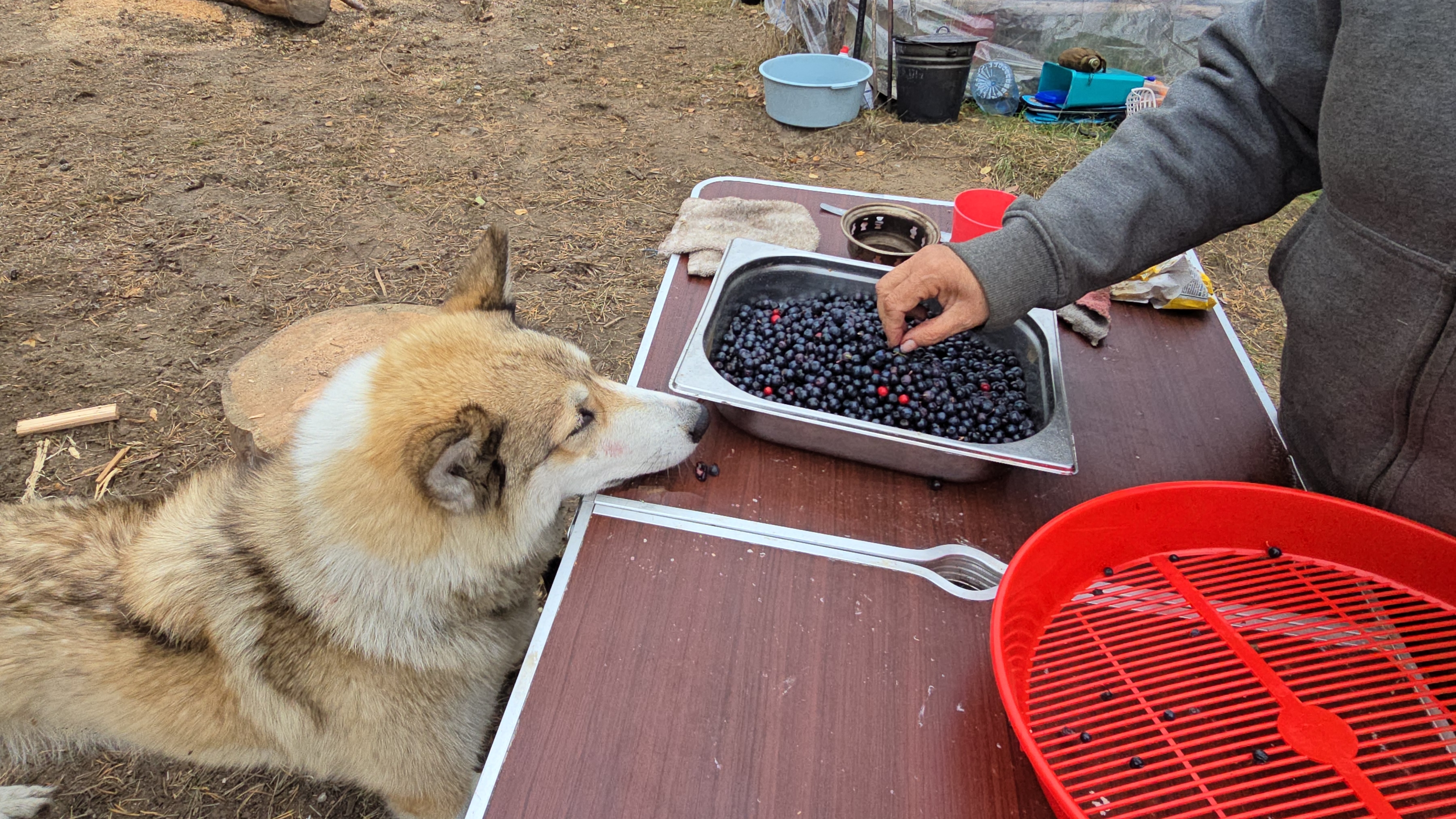 С черникой на Уксунйоки
