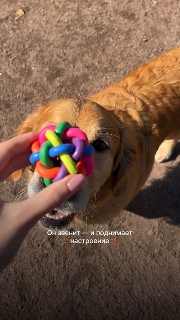 Обзор: PETSHOP Игрушка цветной резиновый плетёный мяч с маленьким колокольчиком (артикул 65797)