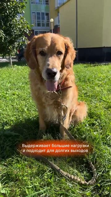 Обзор: PETSHOP Поводок-антирывок для собак (артикул 66366)