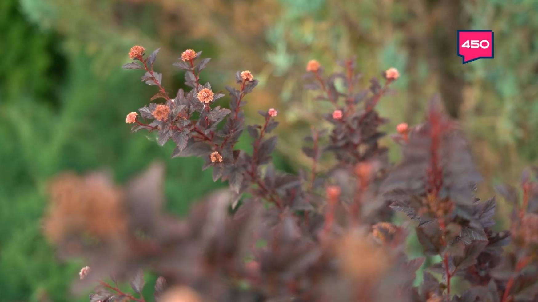 Кормим многолетние растения. Дачные сезоны