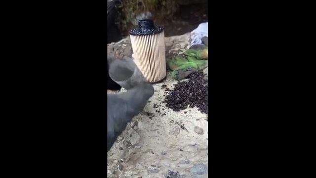 Пример работы фильтра ГРУБОЙ ОЧИСТКИ от механических загрязнений PIIUSI F08950000