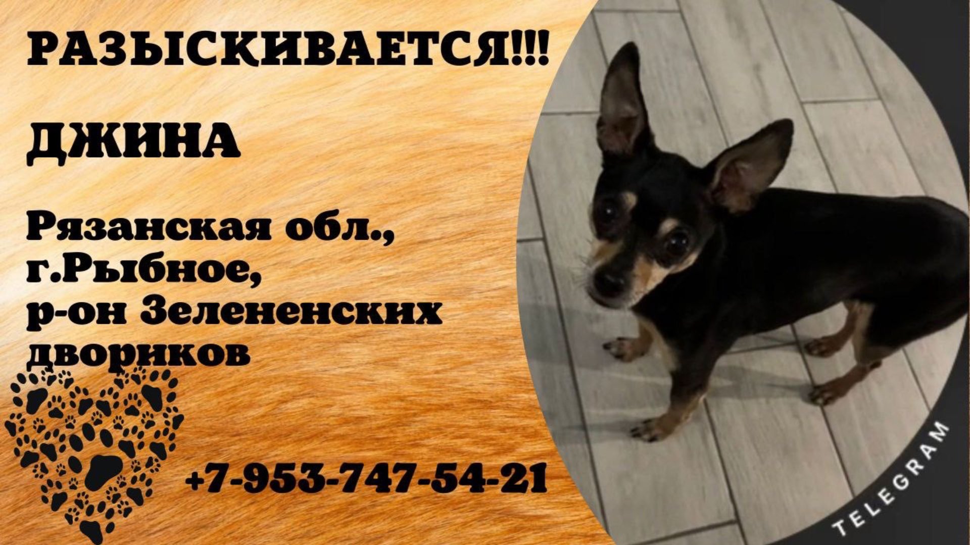 Пропала собака! ДЖИНА. Рязанская обл., г.Рыбное.