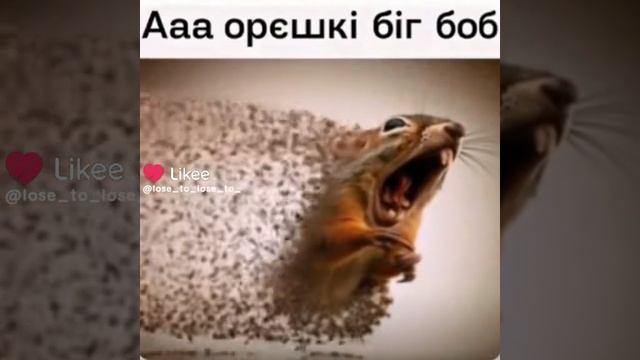 АААА, ОРЕШКИ БИГ БОБ ПОПАЛИСЬ ГНИЛИЕ