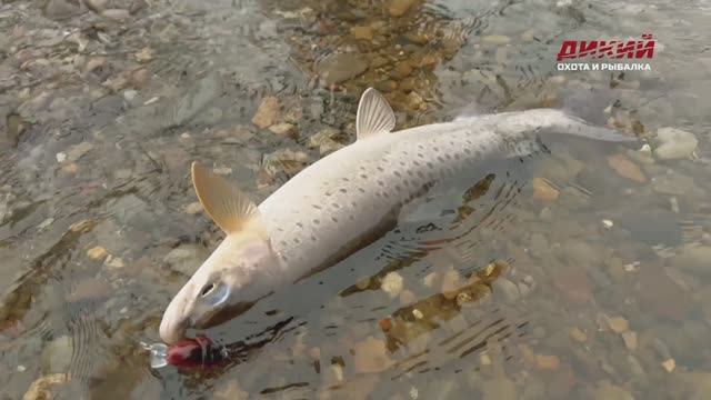 Дикая река. Часть 4