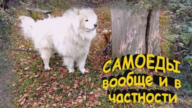 САМОЕДЫ вообще и в частности Каспер. Передержка