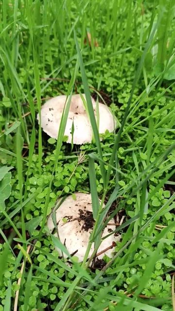 Шампиньоны октября