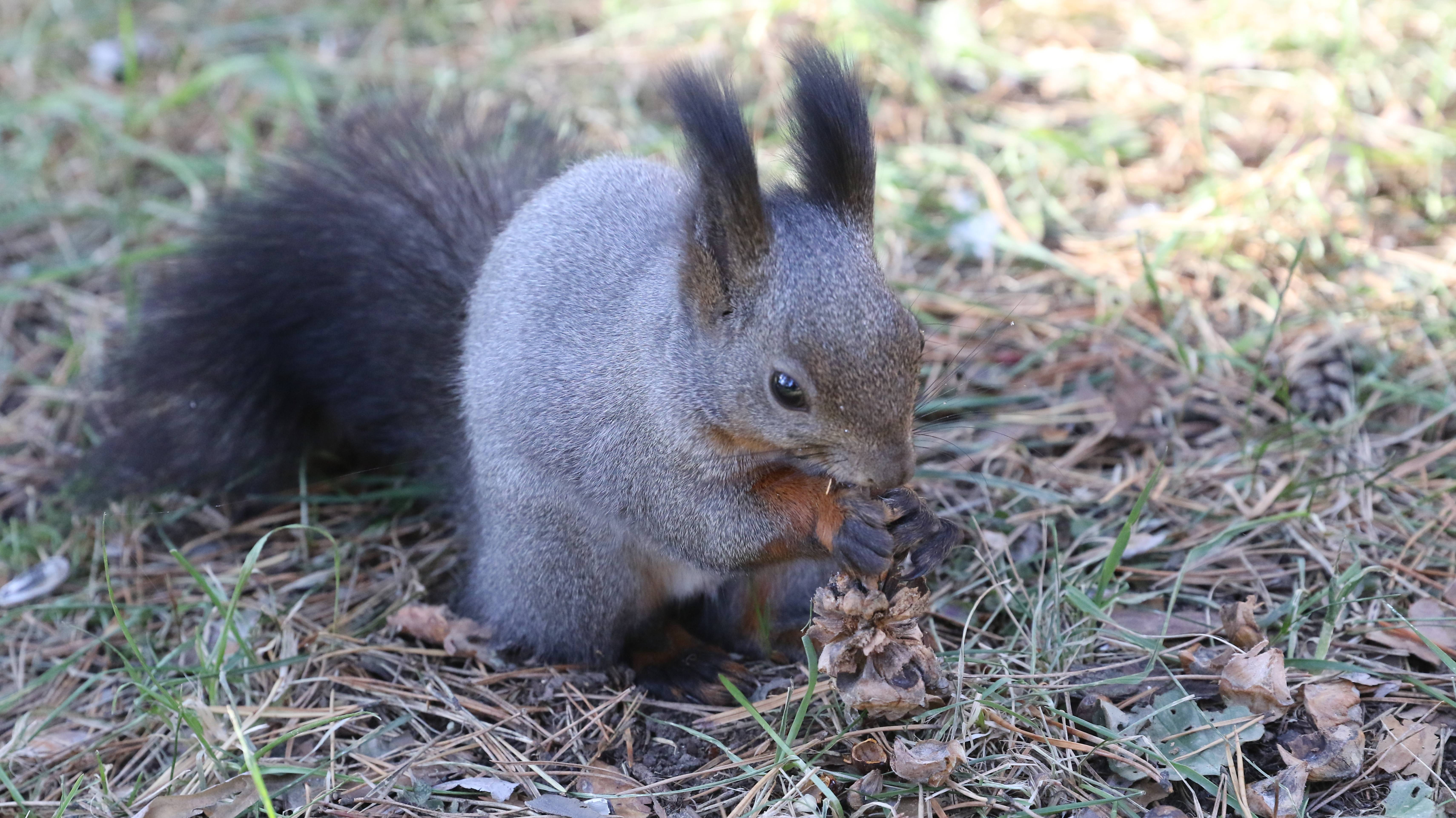 Хранители Рудничного бора продолжают свою работу