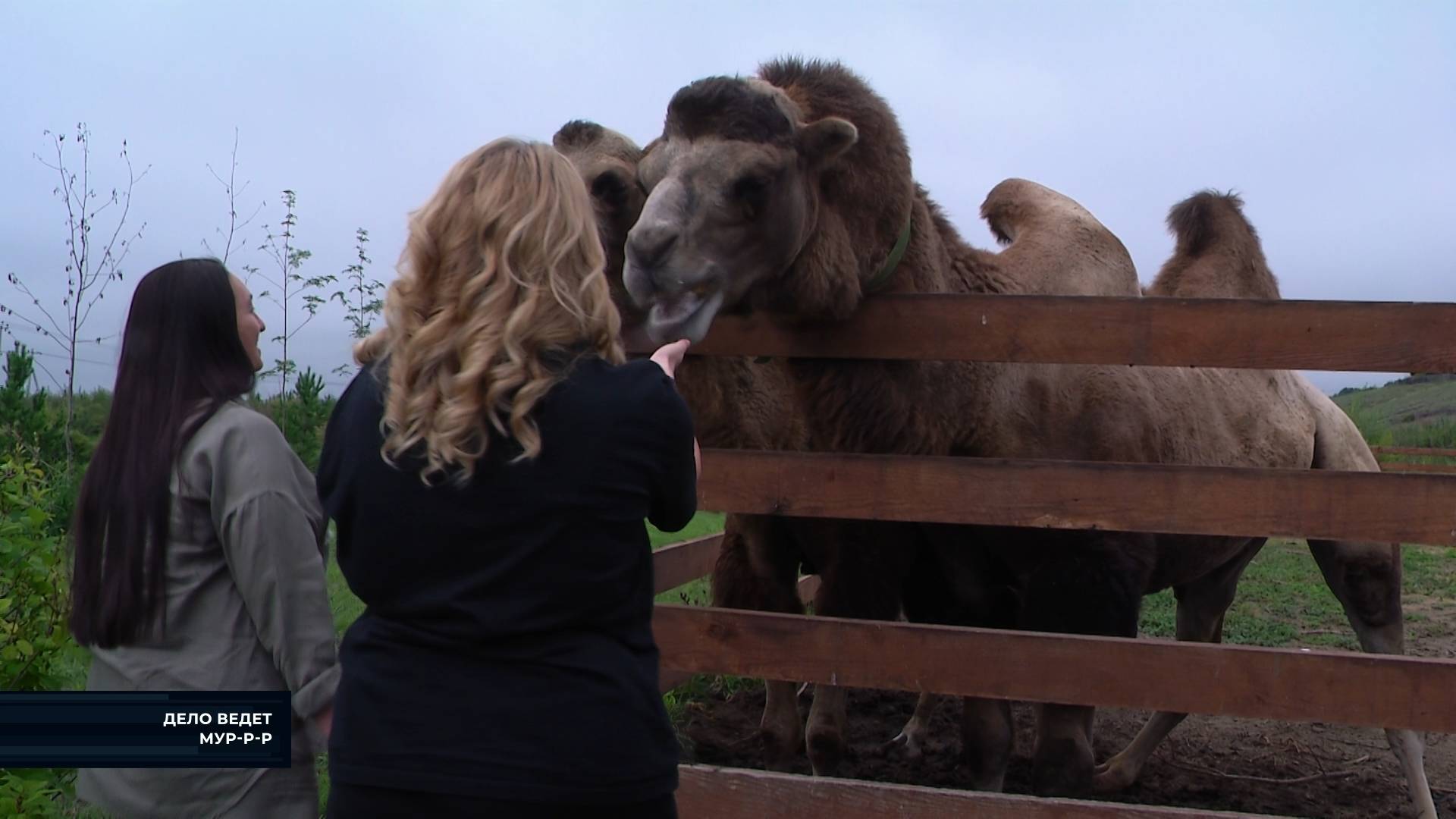 От енотов до верблюдов: о друзьях наших меньших - в программе "Дело ведёт Мур-р-р"