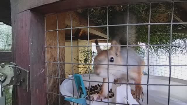 Белочка-стрелочка...