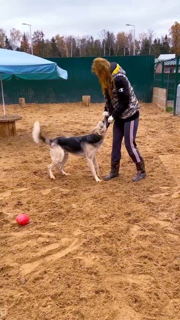 "Дай мне длинные лапы, чтоб дотянуться до Мечты!" ❥ Приют в Малинках