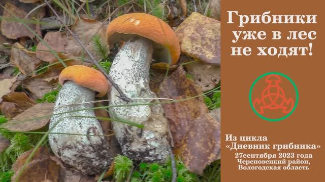 Грибники уже в лес не ходят! Дневник грибника 27 сентября 2023 года