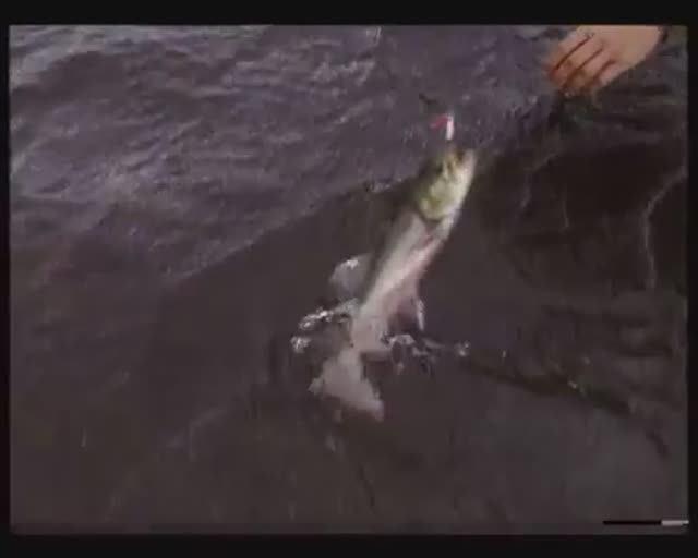 Каких представителей рода Гольцы (Char) — Salvelinus можно встретить в Северной Америке ?