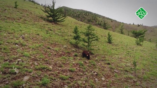 Заповедники РФ. Анонс. Канал ЗОО ТВ