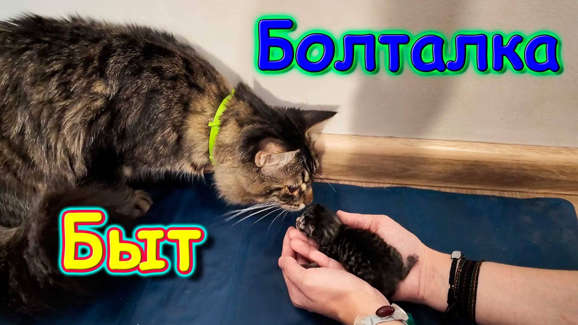 Симба и котенок. В предкушении праздника. Ищу работу. (10.25г.) Семья Бровченко.