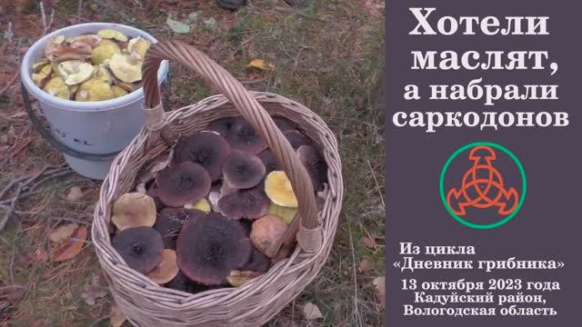 Хотели маслят, а набрали саркодонов! Дневник грибника 13 октября 2023 года