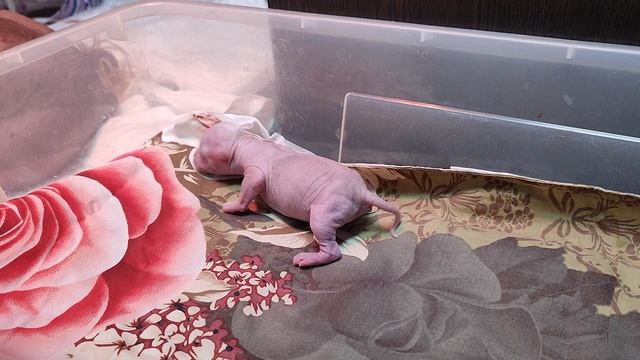 D1 первый день, час после рождения. Девочка китайская хохлатая, паломино