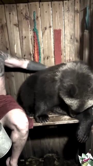 Русский мужик и русский медведь отдыхают в бане