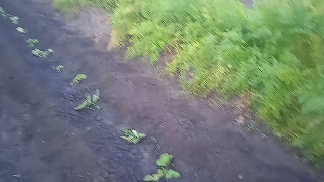 16.9.25г. Сажаю Одноразовую🍓🍓🍓 КЛУБНИКУ!!!    Как САЖАЮ???👍🙂