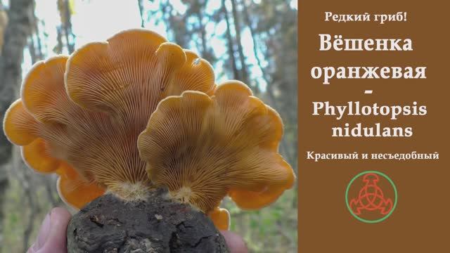 Редкий гриб! Вёшенка оранжевая - Phyllotopsis nidulans. Красивый и несъедобный.