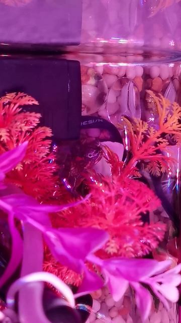 Найди черепашку! Манго