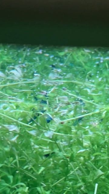 Синие креветочки 🥰