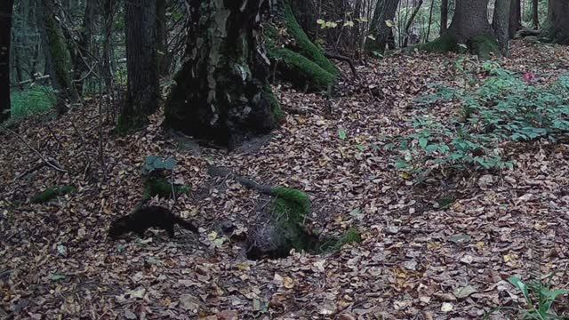 БАРСУКИ И ЛЕСНОЙ ХОРЁК