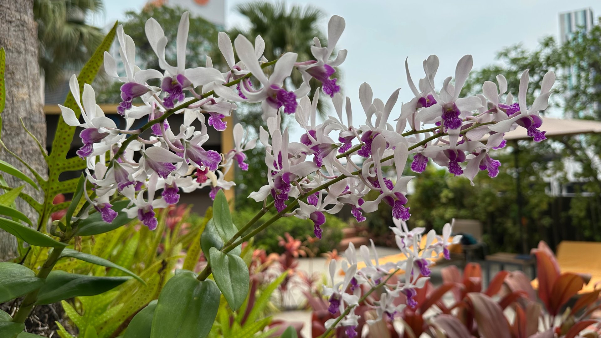 Плюсы и минусы отеля Mercure Pattaya Ocean Resort 4*