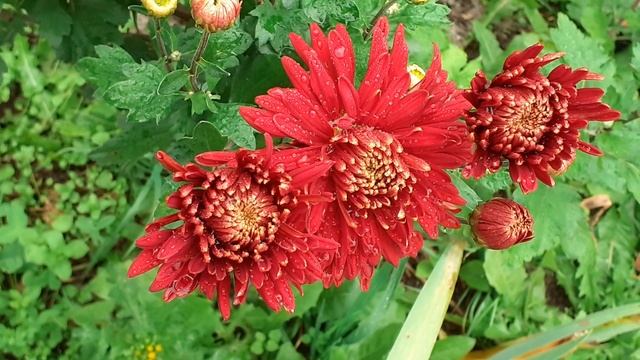 Хризантема ШАПКА МОНОМАХА