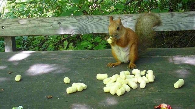 Белка в бору возле города Семей в Казахстане.