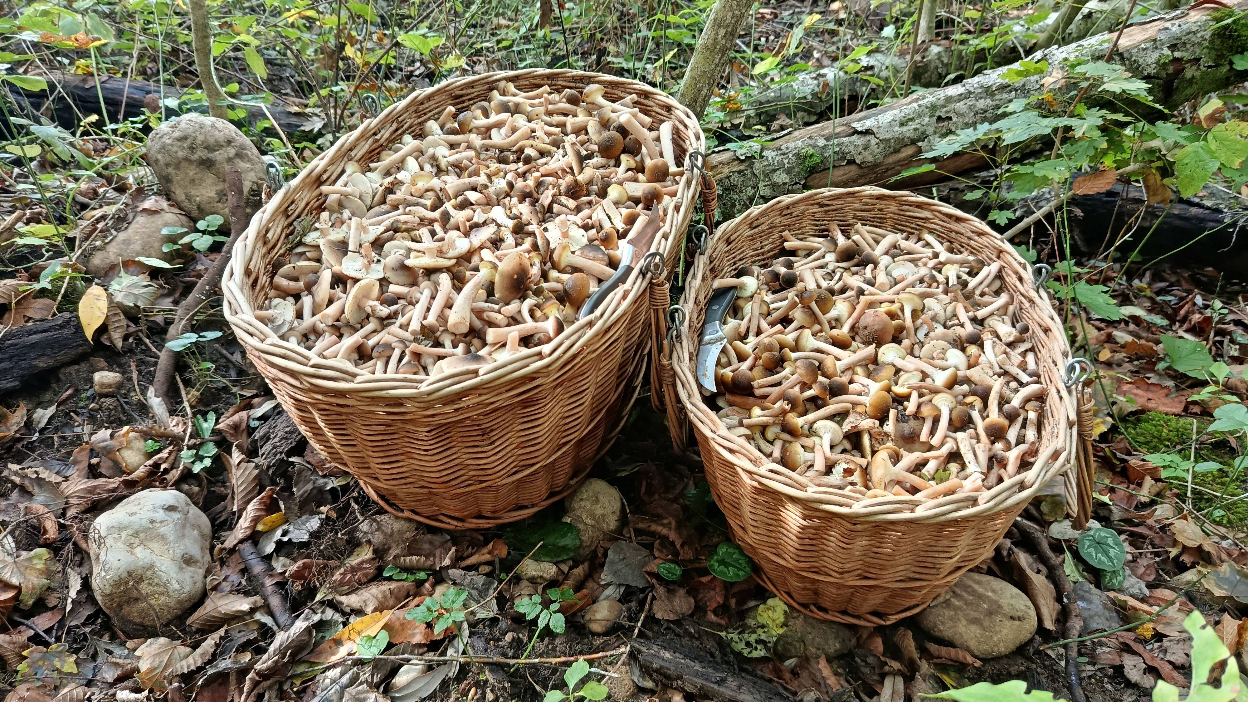 ОПЯТА - ГВОЗДИКИ корзинами сейчас рассыпаны по лесу! По грибы 18 октября 2025 года.
