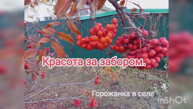 Красота за забором