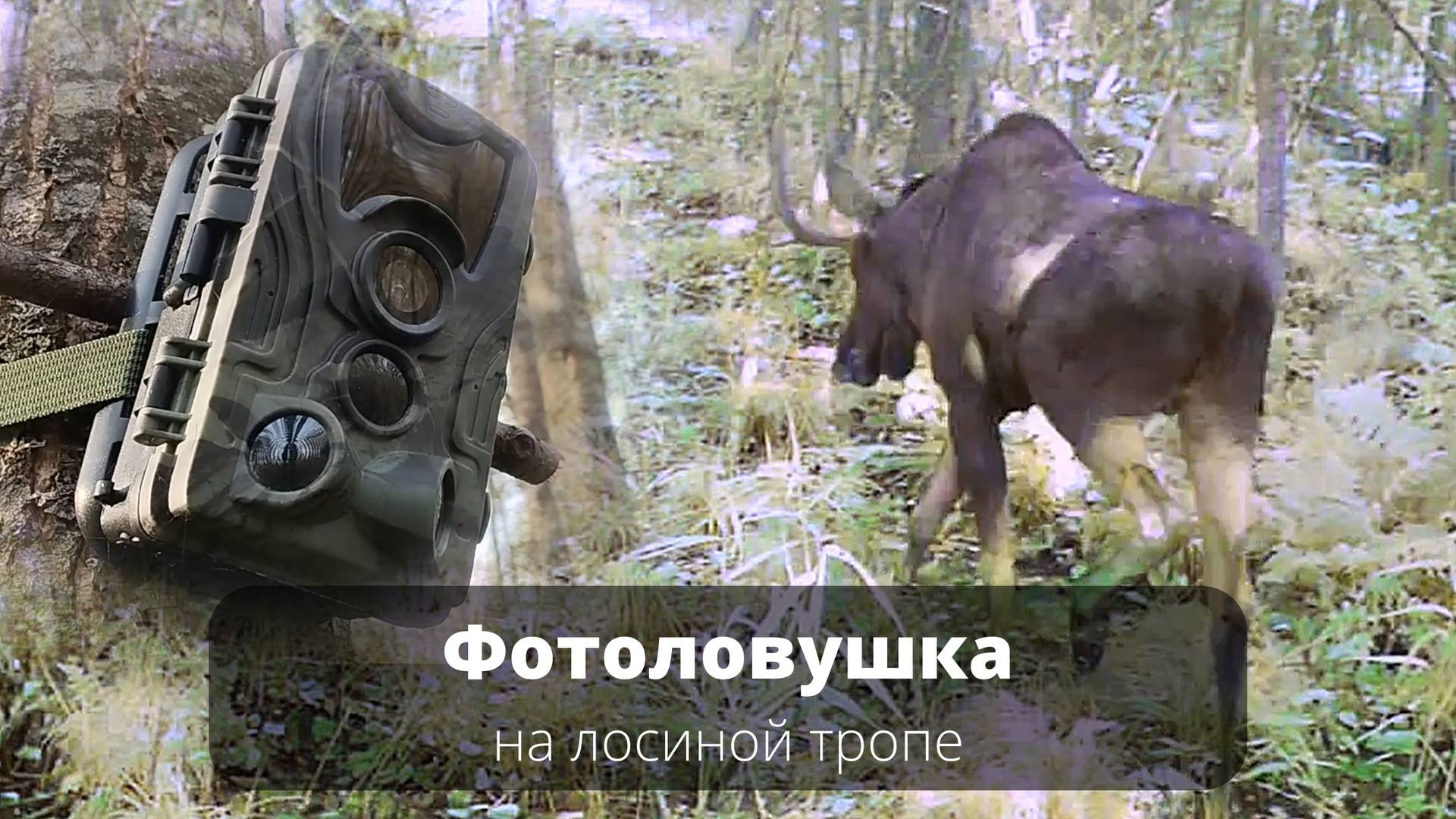 Фотоловушка на лосиной тропе. Что же она засняла?