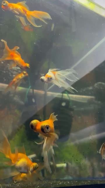 Золотая рыбка Телескоп