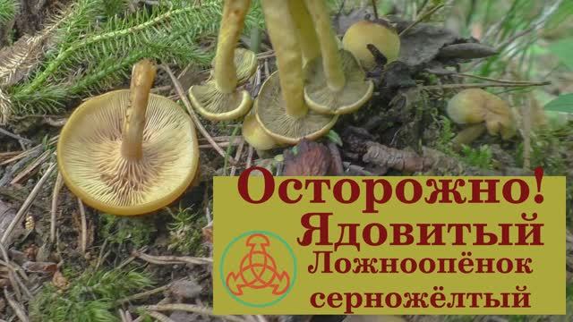 Осторожно! Ядовитый Ложноопёнок серно-жёлтый - Hypholoma fasciculare.