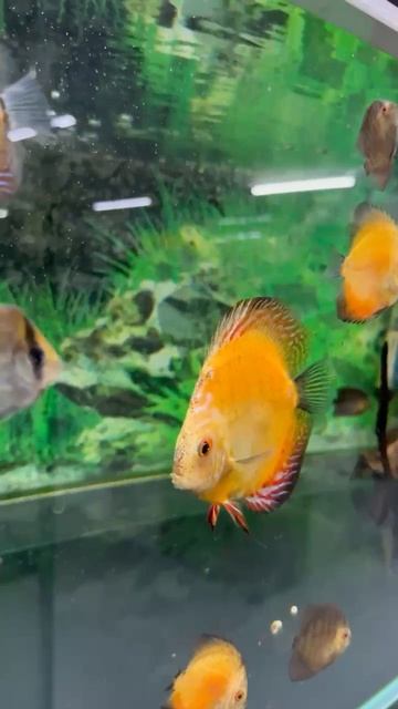 Аквариумная рыбка Дискус