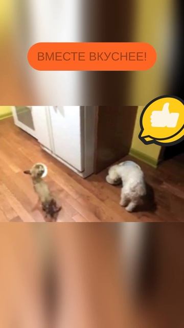 Приятных выходных и хорошего настроения, а поднять его Вам помогут пушистые юмористы!