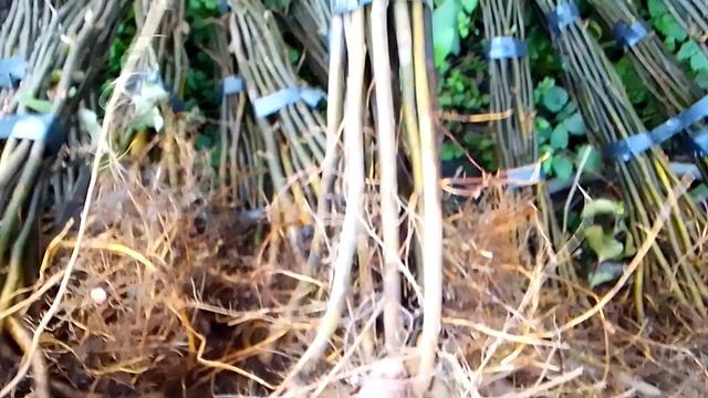 Есть излишки подвоев для плодовых. Р 60 для яблони, ВСЛ 2 для черешни и Ва 29 для груши.