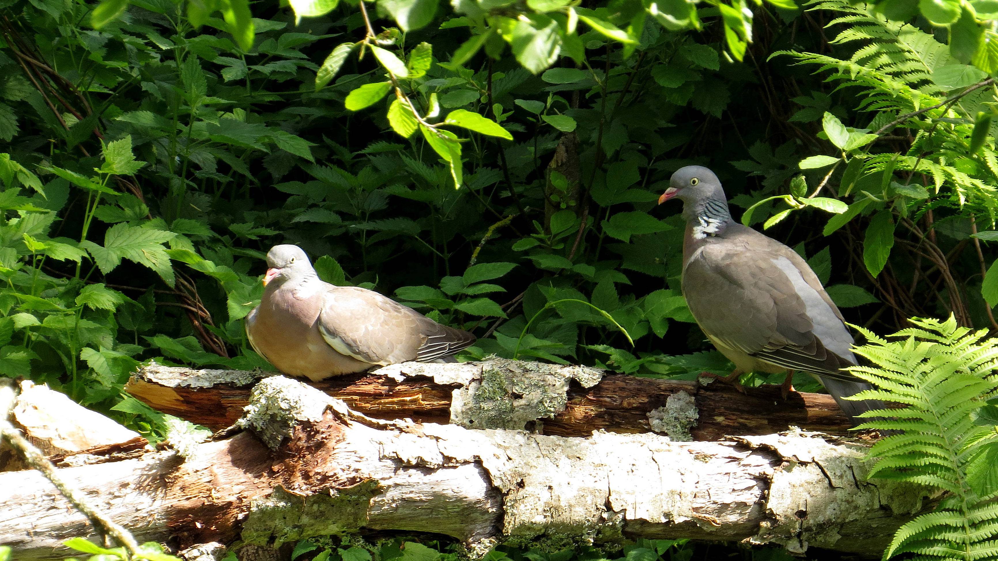 Голубь на дороге